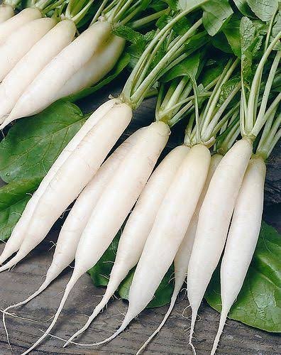 Raddish Seeds – peekintonature