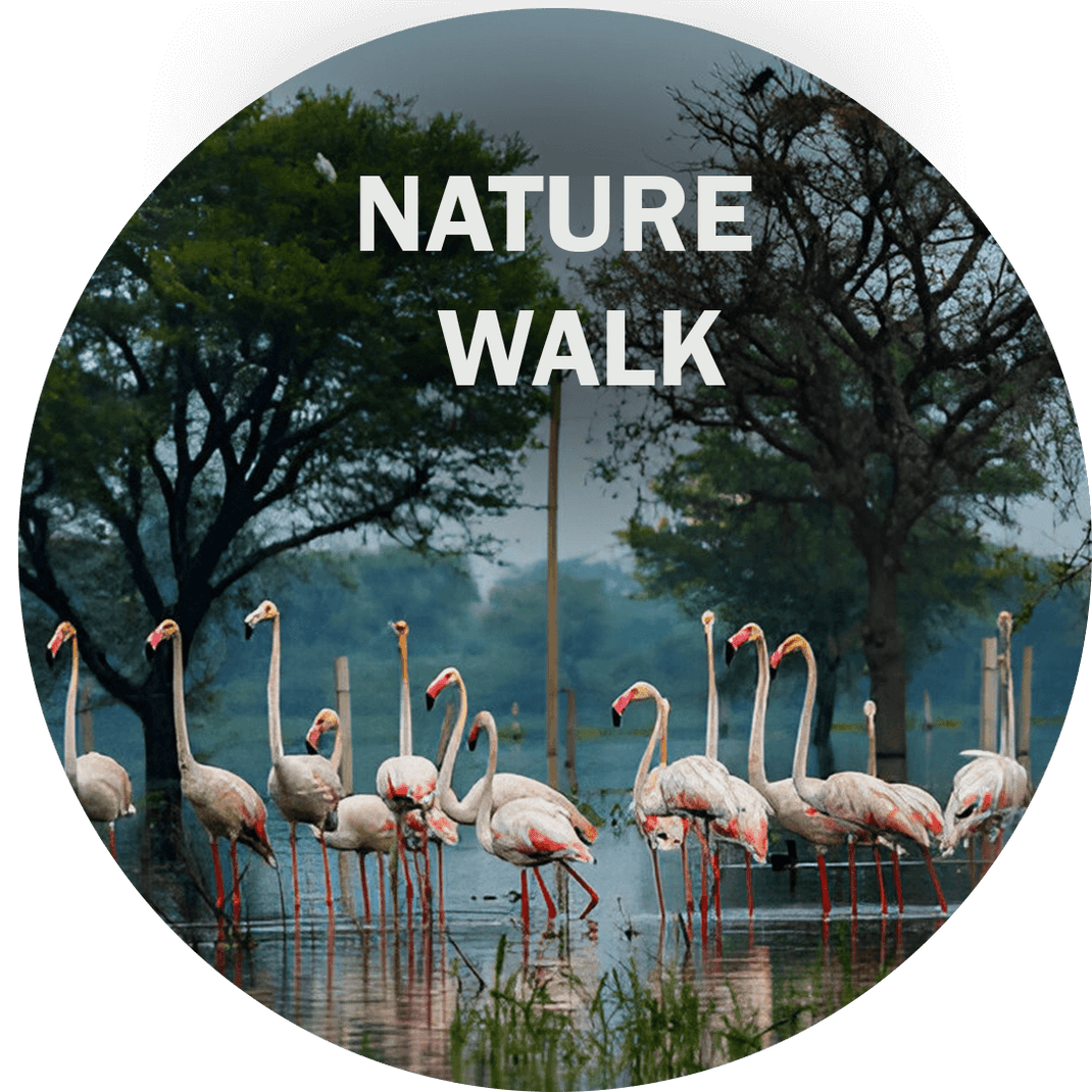 NATURE / BIRD WALK – peekintonature